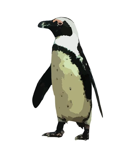 Download Penguin Tux Animal Royalty Free Vector Graphic Pixabay Download Penguin Tux Animal Royalty Free Vector Graphic Pixabay