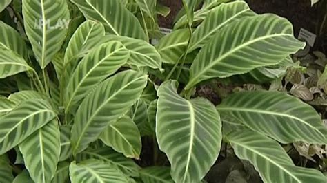 Množení Kalanchoí Receptář Prima Nápadů Prima Ženy