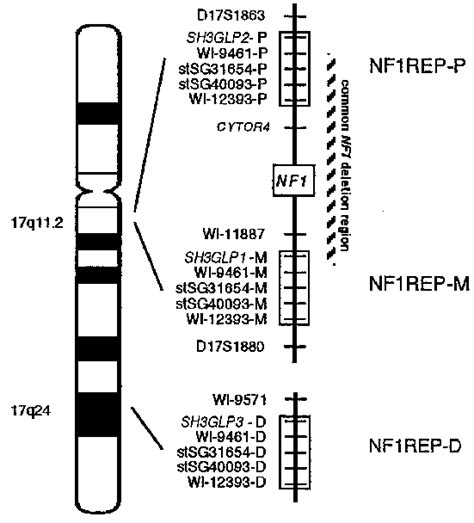 Nf1rep Domains On Chromosome 17 The Locations Of The Three Nf1rep