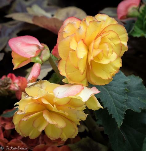 𝓣𝓼 𝓑𝓪𝓽 𝓔𝓻𝓭𝓮𝓷𝓮 🕉 On Twitter Нэгэн сайхан өдрийн мэнд ээ 🤗