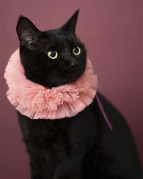 Fancy Cat Artofit
