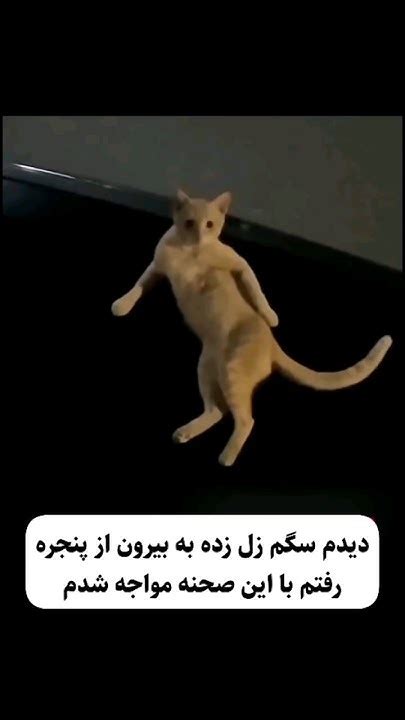 چقدر رمانتیک🥺 ️😂 Type Sad Surita Funny Life Fun Song Edit