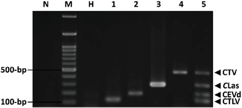Figure 1 From Development Of Multiplex Rt Pcr Assay For The