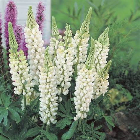Buy Lupine White Affordable Gardens You Co Uk