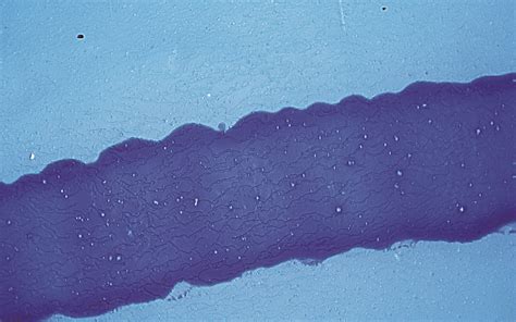 Polarized Microscope คืออะไร และหลักการทำงาน