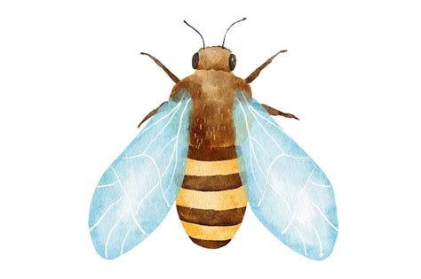 수채화 벌 손으로 그린 클리파트 수채화 벌 프리미엄 벡터