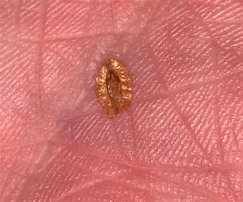What Is This Flat Seed Looking Thing Rwhatisthis
