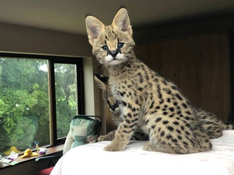 Sunstorm Bengals Serval Cats