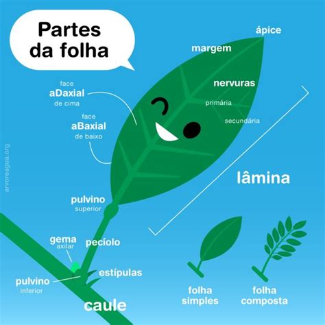 Partes Da Flor Arvoreagua