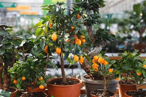 Dwarf Trees