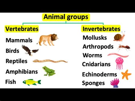 Vertebrates Jeopardy