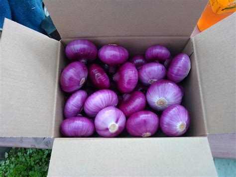 注文 無農薬無肥料栽培 熊本県産 紫玉ねぎ 約3kg
