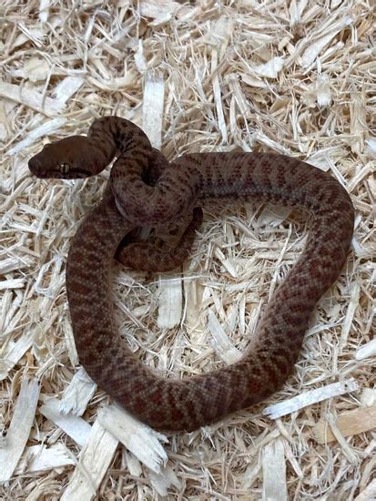 Anthill Python Pygmy Python By Exotics By Nature Co