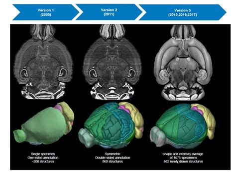 Inmundo Shetland Guía Mouse Brain Atlas Coordinates Inferior Multa Crítico