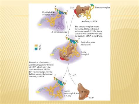 Protein Synthesis Ribosome Ppt