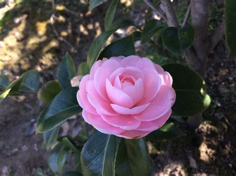 椿 淡乙女うすおとめ開花しています 椿心 佐藤椿園 小さな苗木から古木にいたるまで様々な品種を取り扱っております