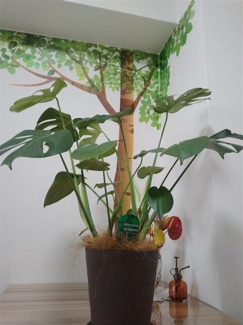 モンステラの植え替え完成♪ 関西おいしいもの食べ歩き