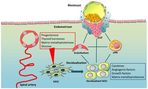 Biomolecules Free Full Text The Regulators Of Human Endometrial