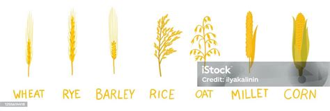 Différents Types De Céréales Céréales Clipart Agronomie Infographie