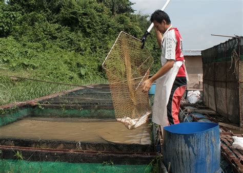 Photojournalism Pic 608 Ikan Patin Temerloh Pahang