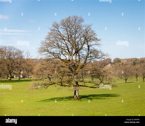 Winter Tree Isolated Tree Without Leaves Pictured In Winter Stock Photo Alamy