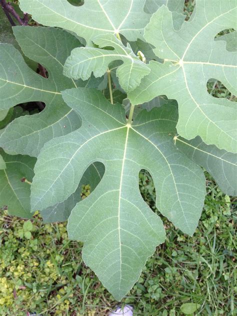 Fig Chicago Hardy Leaf Great Escape Farms