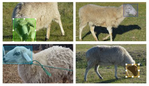squeezenet an improved lightweight neural network for sheep facial