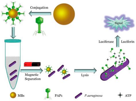 Biosensors Mdpi On Linkedin Bacteriophage Biological Biosensor Nanomaterials Probe Abstract