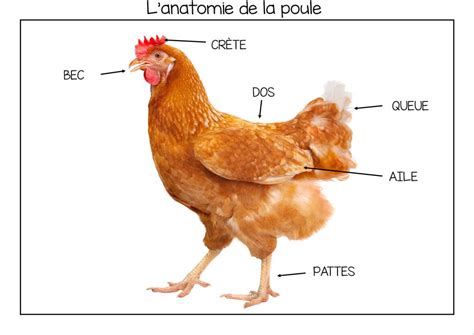 Fiche Documentaire Lanatomie De La Poule Teacher Made Atelier Yuwa