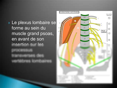 SOLUTION Innervation Du Membre Inf Rieur Studypool
