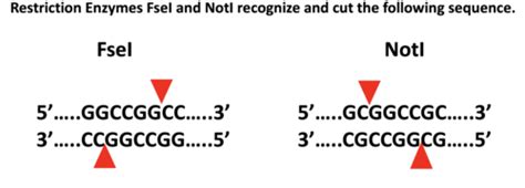 Biol 207 Topic 6 1 Cloning Plasmids Gel Electrophoresis Flashcards Quizlet