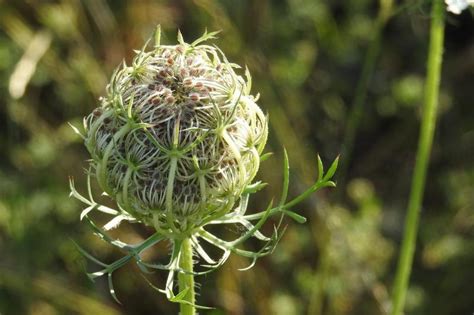 Fay3 صور لـ نبات الجزرالبري نباتاتالمراعي Umbelliferae
