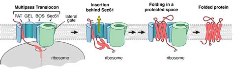 pathway for making multipass membrane proteins elucidated mrc laboratory of molecular biology