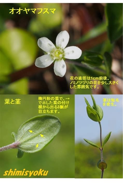 青森県で出会った植物64オオヤマフスマ 身近な自然もいいね