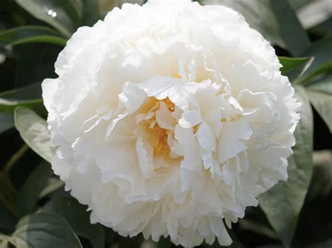 菏泽芳华园艺花卉有限公司 芍药苗 早期芍药 中期芍药 晚期芍药