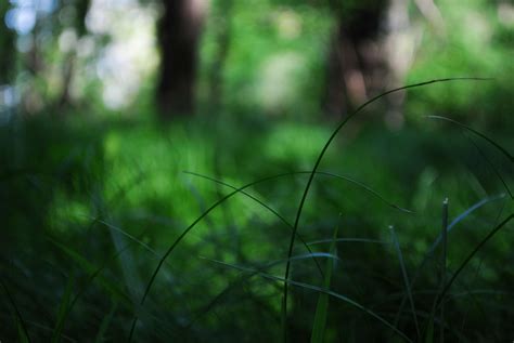 Calm Forest Free Freedom Grass Green Life Nature 4k Hd