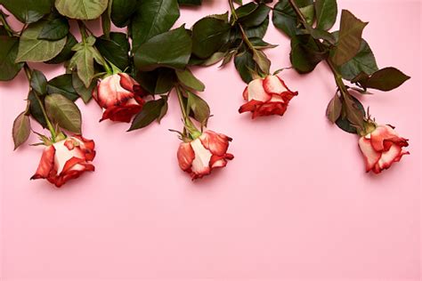 분홍색 파스텔 배경에 장미 꽃 복사 공간 봄 미니멀 컨셉 여성의 날 어머니의 날 발렌타인 데이 결혼식 생일을위한 인사말 카드