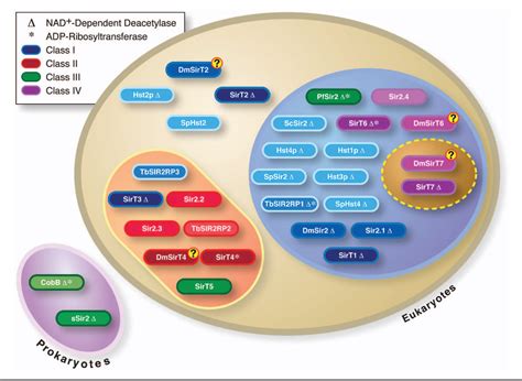 Figure 1 From The Diversity Of Histone Versus Nonhistone Sirtuin Substrates Semantic Scholar