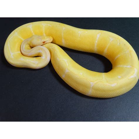 Albino Bumble Bee Ball Python Hatchling Strictly Reptiles