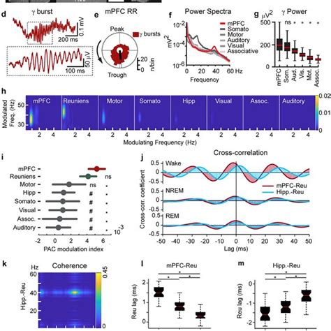 Respiration Modulates Firing In The Nucleus Reuniens A Example