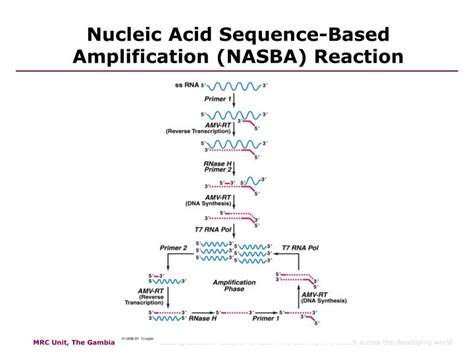 Nucleic Acid Sequence Based Amplification Nasba At William Chaffin Blog