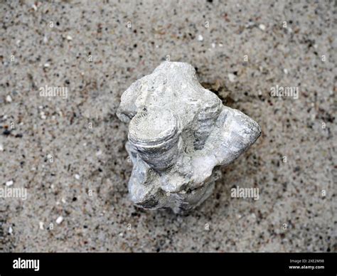 Fossilized Coral Branches And Fragments Offer Insights Into Ancient
