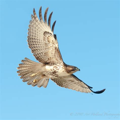 Red Tailed Hawk Flight A Young Red Tailed Hawk In Flight D Flickr