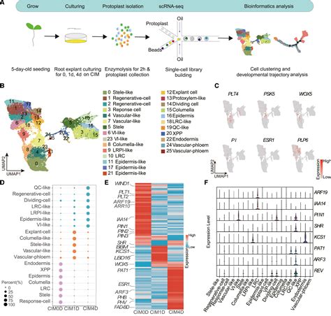 A Single Cell Transcriptome Atlas Reveals The Trajectory Of Early Cell