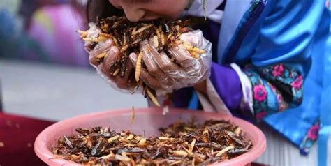 吃虫子野蛮云南人第一个不答应百虫宴欢迎免费来尝尝 财经头条