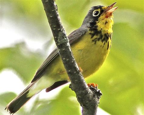 Bird Song Basics Getting Started With Birding By Ear Bird Academy