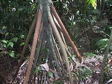 Socratea Exorrhiza Wikipedia
