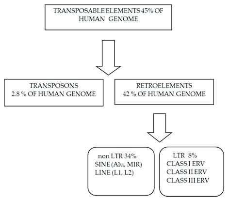 Classification Of Transposable Elements And Their Relative Abundance In