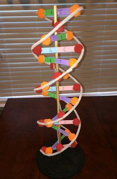D Dna Models