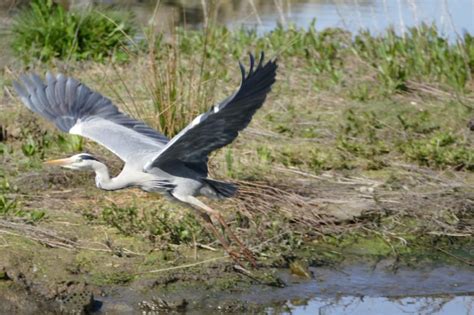 A la rencontre des oiseaux du Lac du héron LPO Ligue pour la